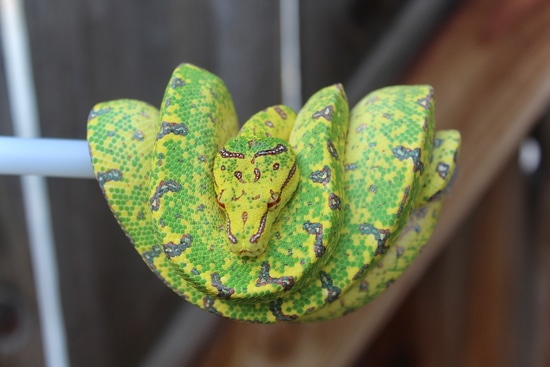 Manokwari X Biak Green Tree Python by SoCal Biawaks