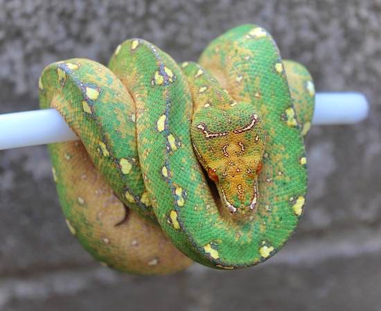 Manokwari X Biak Green Tree Python by SoCal Biawaks