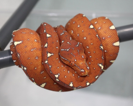 Wamena/highland X Jayapura Green Tree Python by SoCal Biawaks