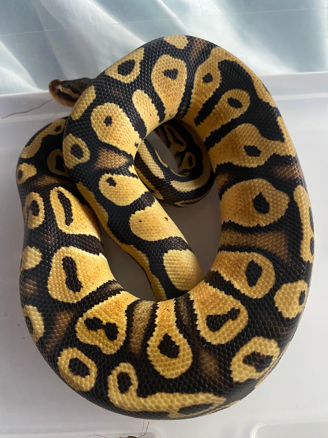 Pastel Orange Dream 100% Het Piebald Ball Python by Nothing But Balls ...