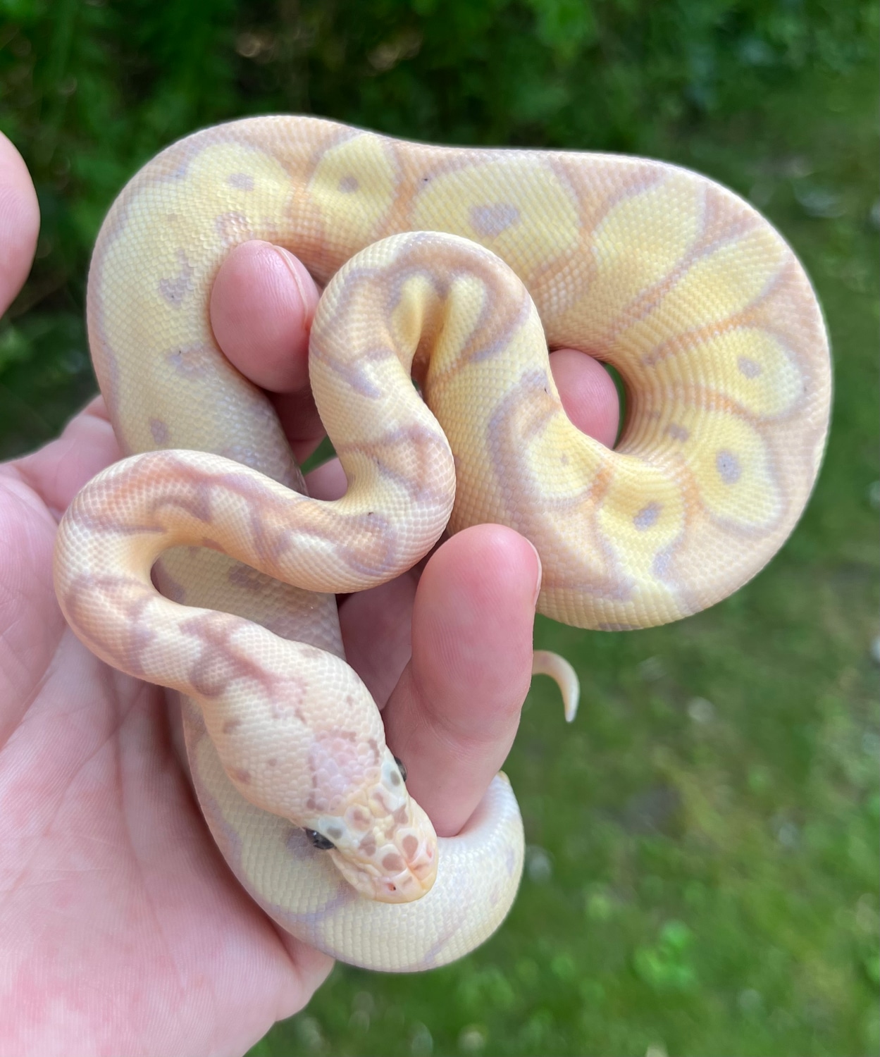 Pastel Banana Clown Ball Python by Nothing But Balls - MorphMarket