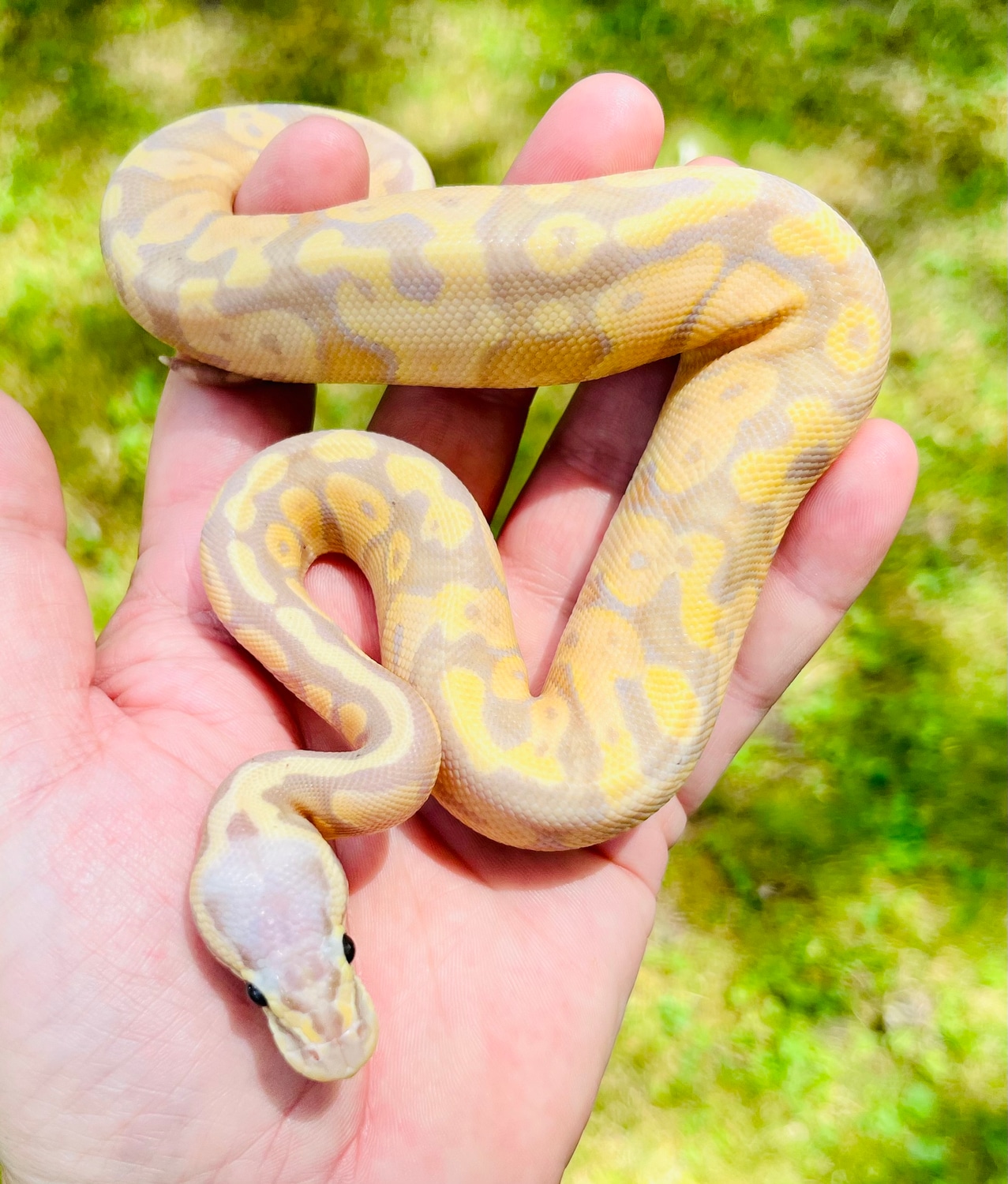 Super Pastel Banana 100% Het Clown Ball Python by Nothing But Balls ...