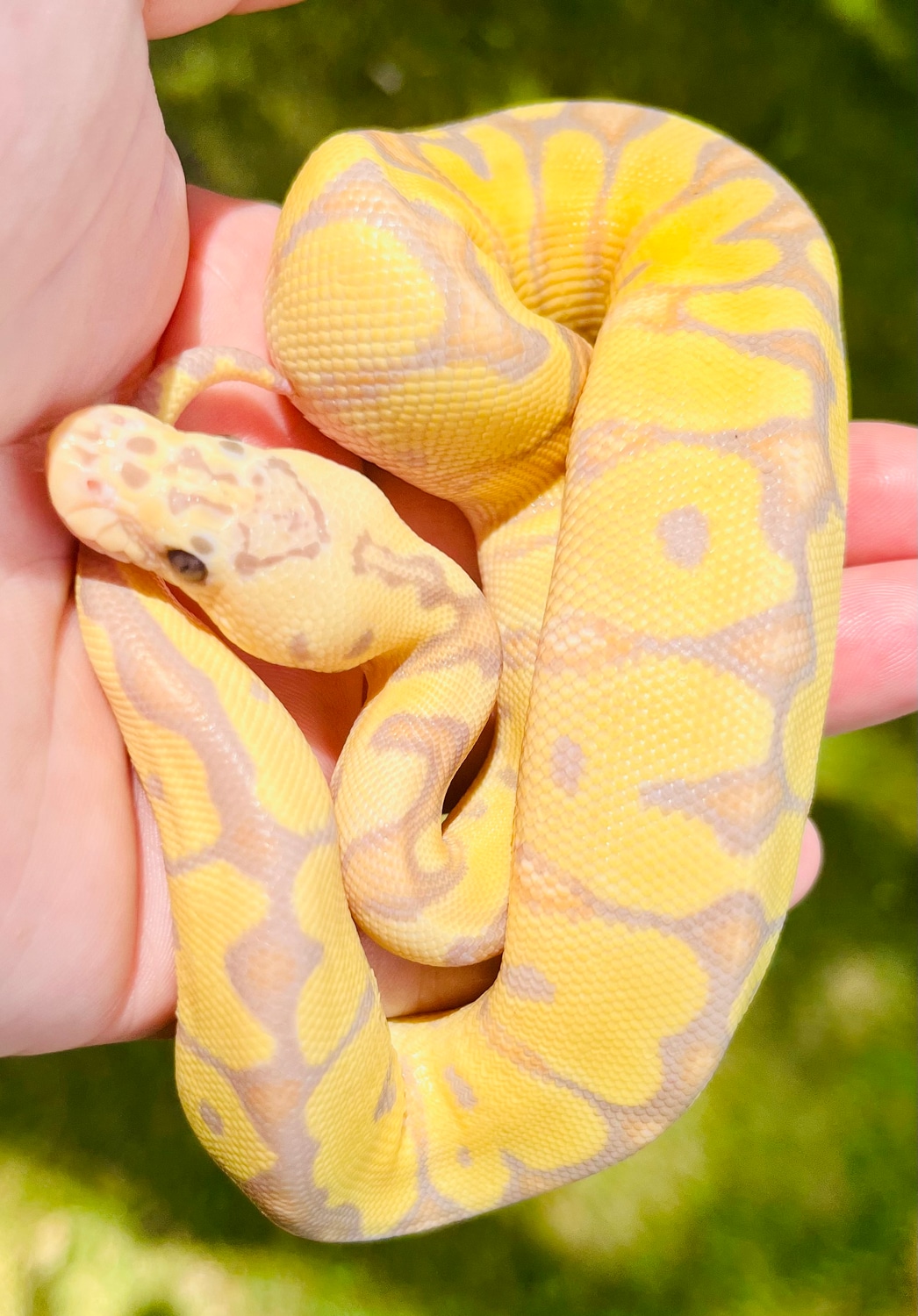 Pastel Banana Clown Ball Python by Nothing But Balls - MorphMarket