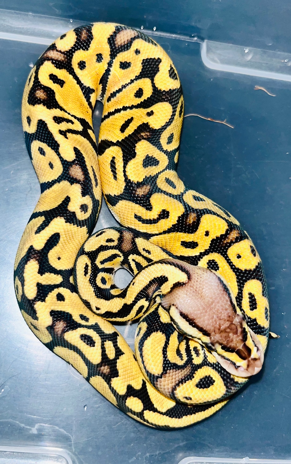 Super Pastel Het Albino Ultramel Ball Python by Nothing But Balls ...