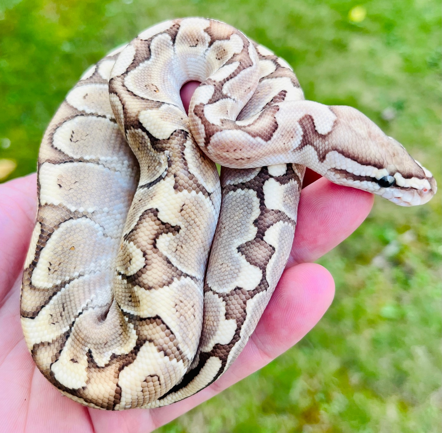 Pastel Bamboo Het Albino Ultramel Female Ball Python by Nothing But ...