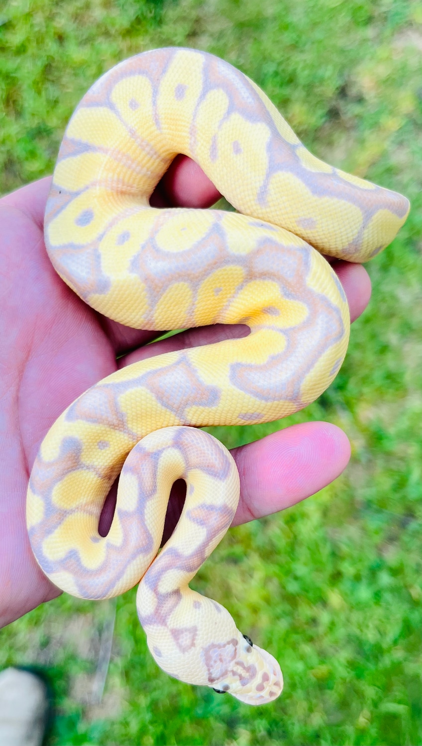 Pastel Banana Clown Ball Python by Nothing But Balls - MorphMarket