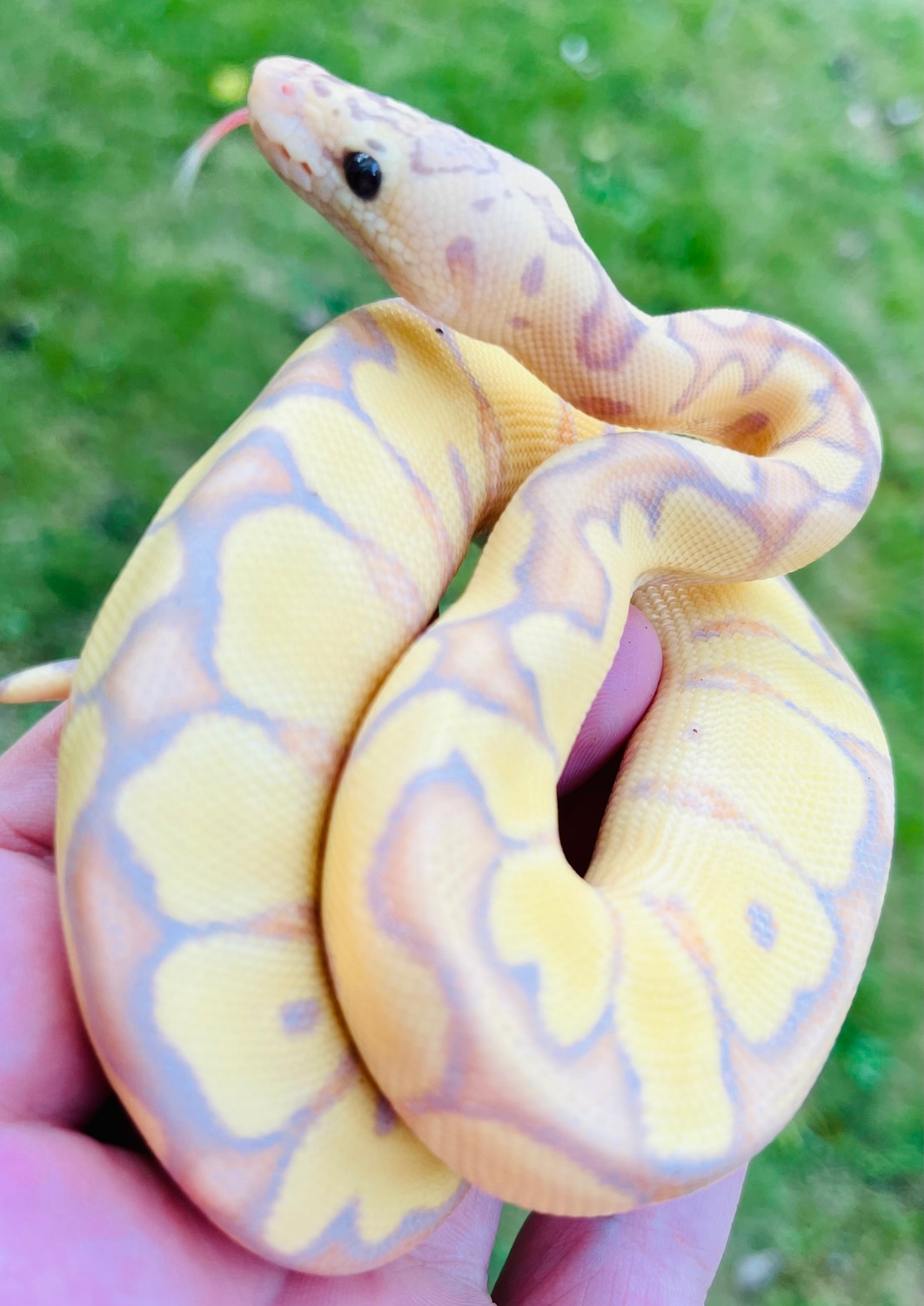 Pastel Banana Clown Ball Python by Nothing But Balls - MorphMarket