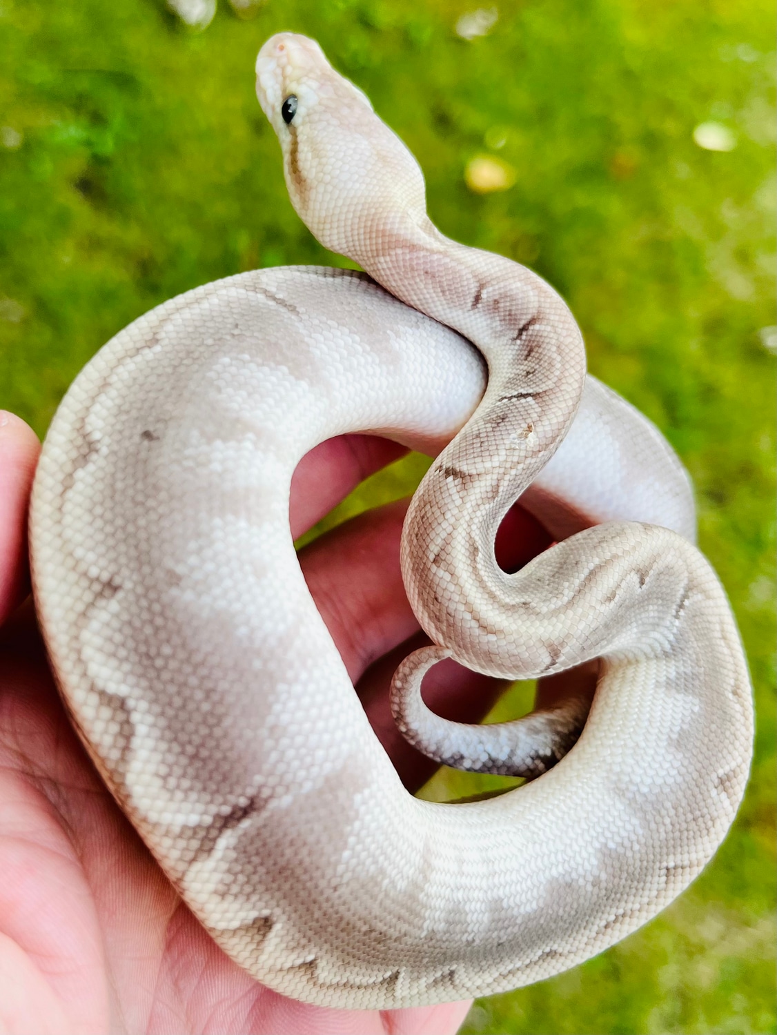 Black Pastel Super Pastel Bamboo Het Albino Ultramel Ball Python by ...