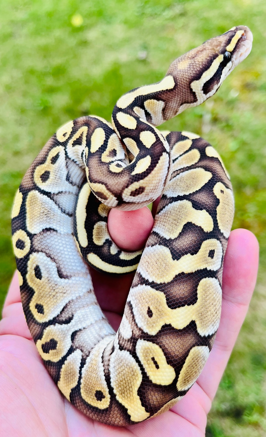 Lesser 50% Het Ultramel Ball Python by Nothing But Balls - MorphMarket