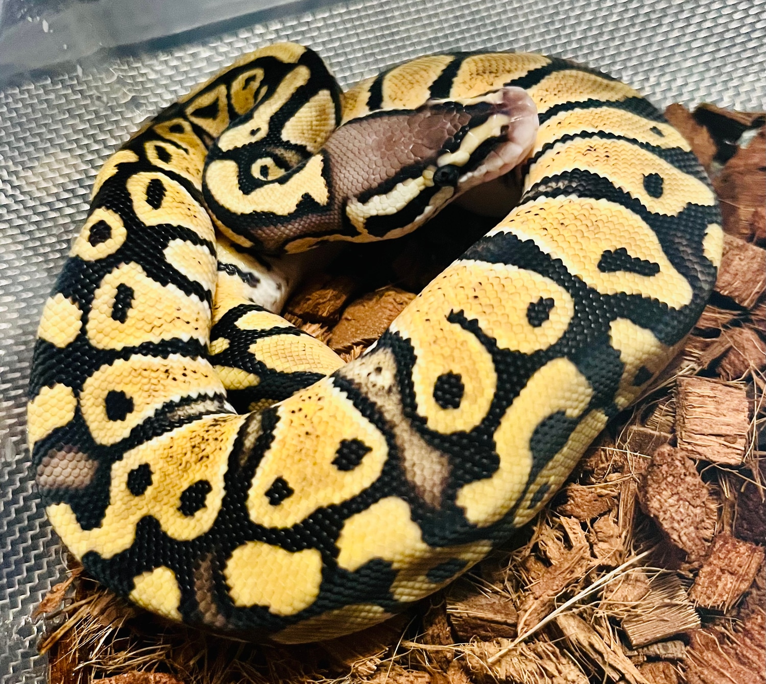 Pastel 50% Het Ultramel Ball Python by Nothing But Balls - MorphMarket