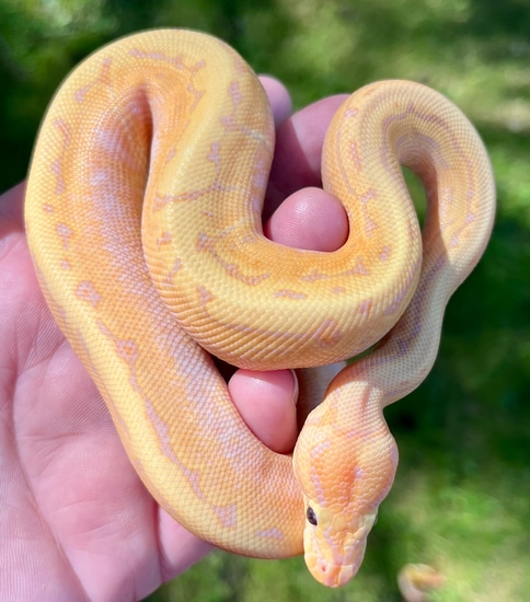 Banana Enchi Pinstripe Calico Het Clown Ball Python by Nothing But Balls
