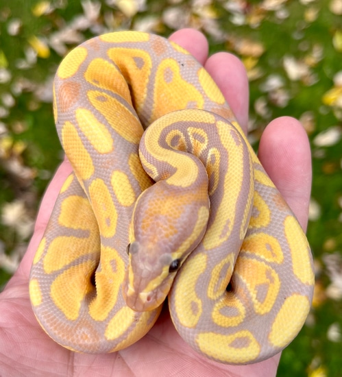 Banana 100%Het Piebald 100% Het Albino Ball Python by Nothing But Balls