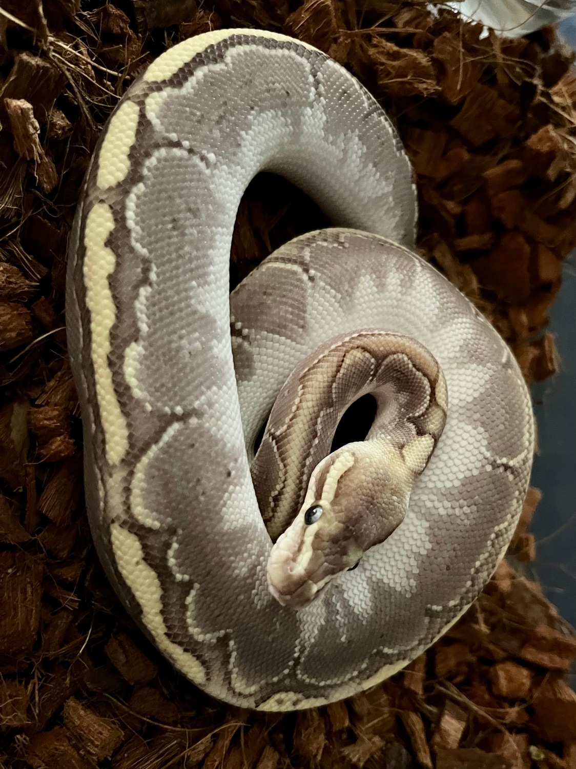 Black Pastel Bamboo Het Albino 50% Het Ultramel Ball Python by Nothing ...