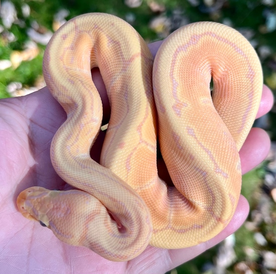 Orange Dream Banana Pinstripe 100% Het Albino 100% Het Piebald Ball Python by Nothing But Balls