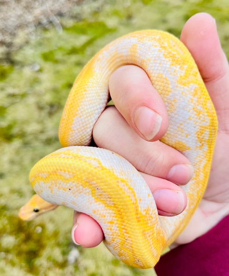 Banana Enchi Pinstripe Calico Het Albino Het Piebald Ball Python by ...