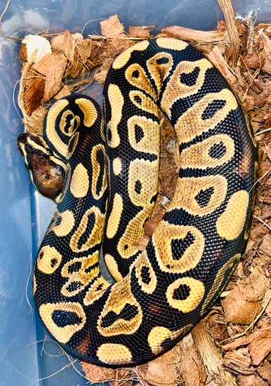 Normal 100% Het Piebald Ball Python by Nothing But Balls