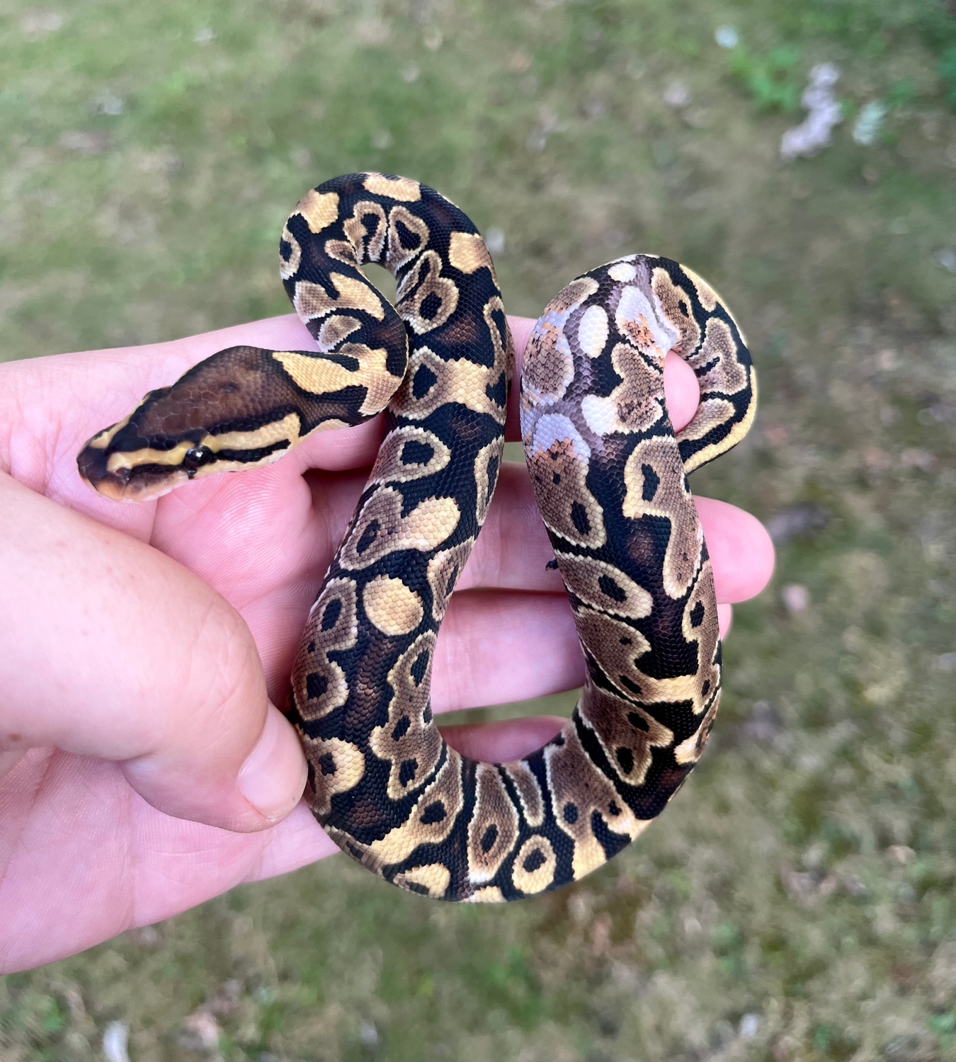 Reverse Paradox Bamboo 50% Het Ultramel 1 Of A Kind Ball Python by ...