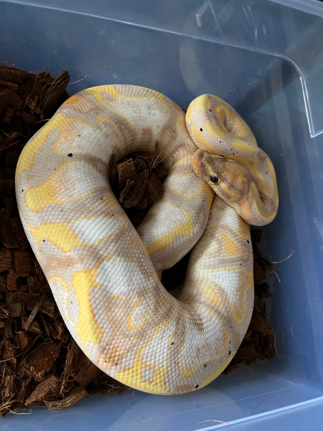 Banana Enchi Calico 100% Het Clown Ball Python by Nothing But Balls ...