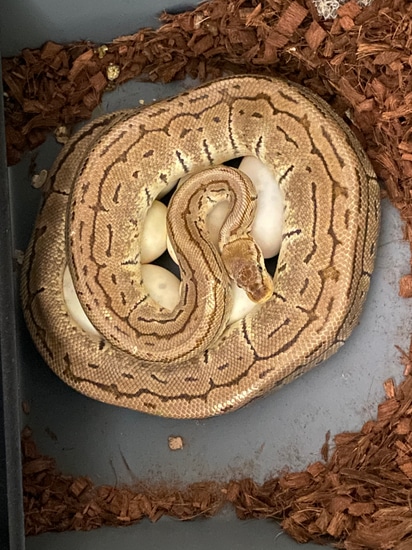 Lemonblast Proven Breeder Female Ball Python by Nothing But Balls
