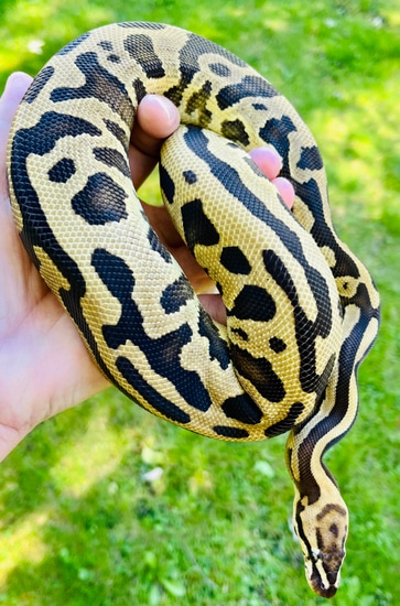 Leopard Fire 100% Het Clown 100% Het Piebald Ball Python by Nothing But Balls