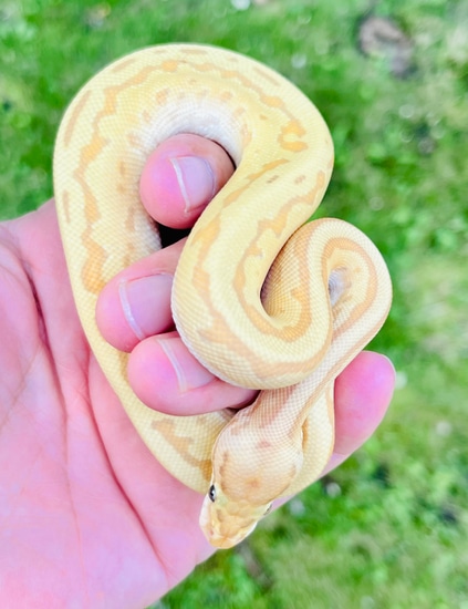 Banana Lesser Leopard Pinstripe Ball Python by Nothing But Balls