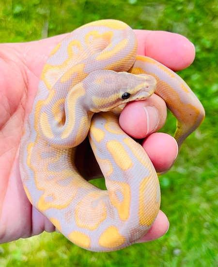 Banana Enchi Leopard Lesser Ball Python by Nothing But Balls