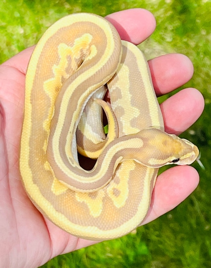 Banana Lesser Leopard Ball Python by Nothing But Balls