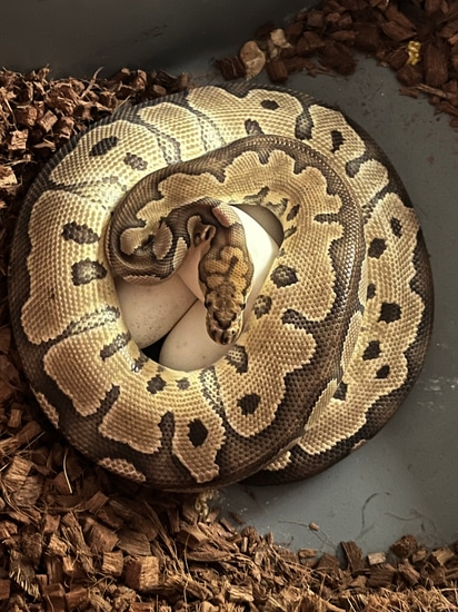 Clown Proven Breeder Ball Python by Nothing But Balls