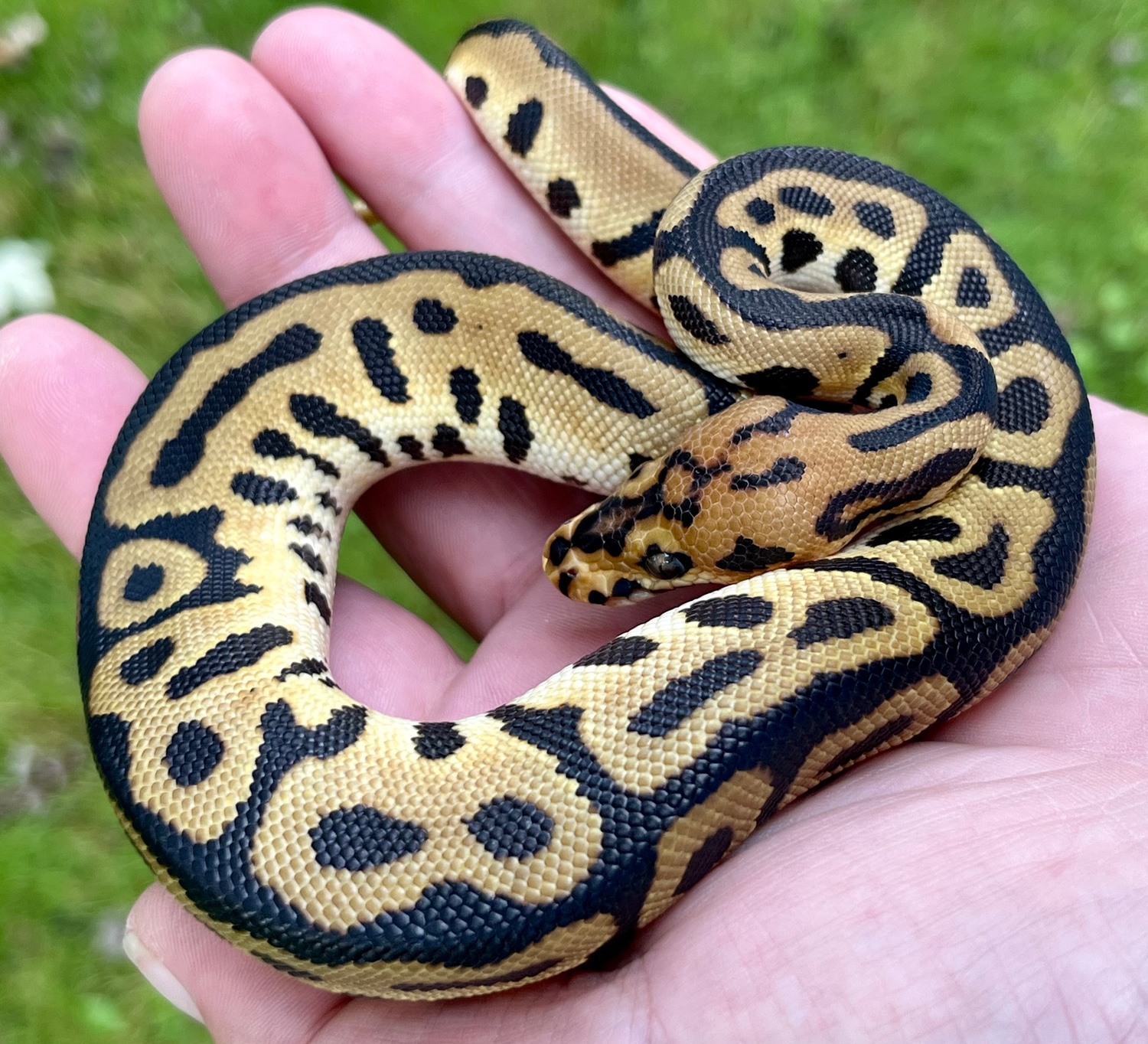Batman Ball Python by Nothing But Balls - MorphMarket