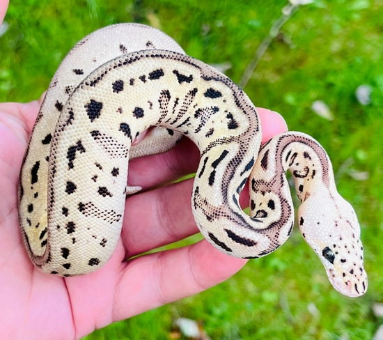 Pastel Batman Ball Python by Nothing But Balls