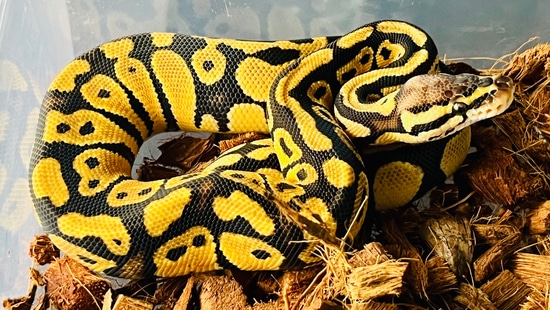 Pastel Het Clown Het Albino 50% Het Piebald Ball Python by Nothing But Balls