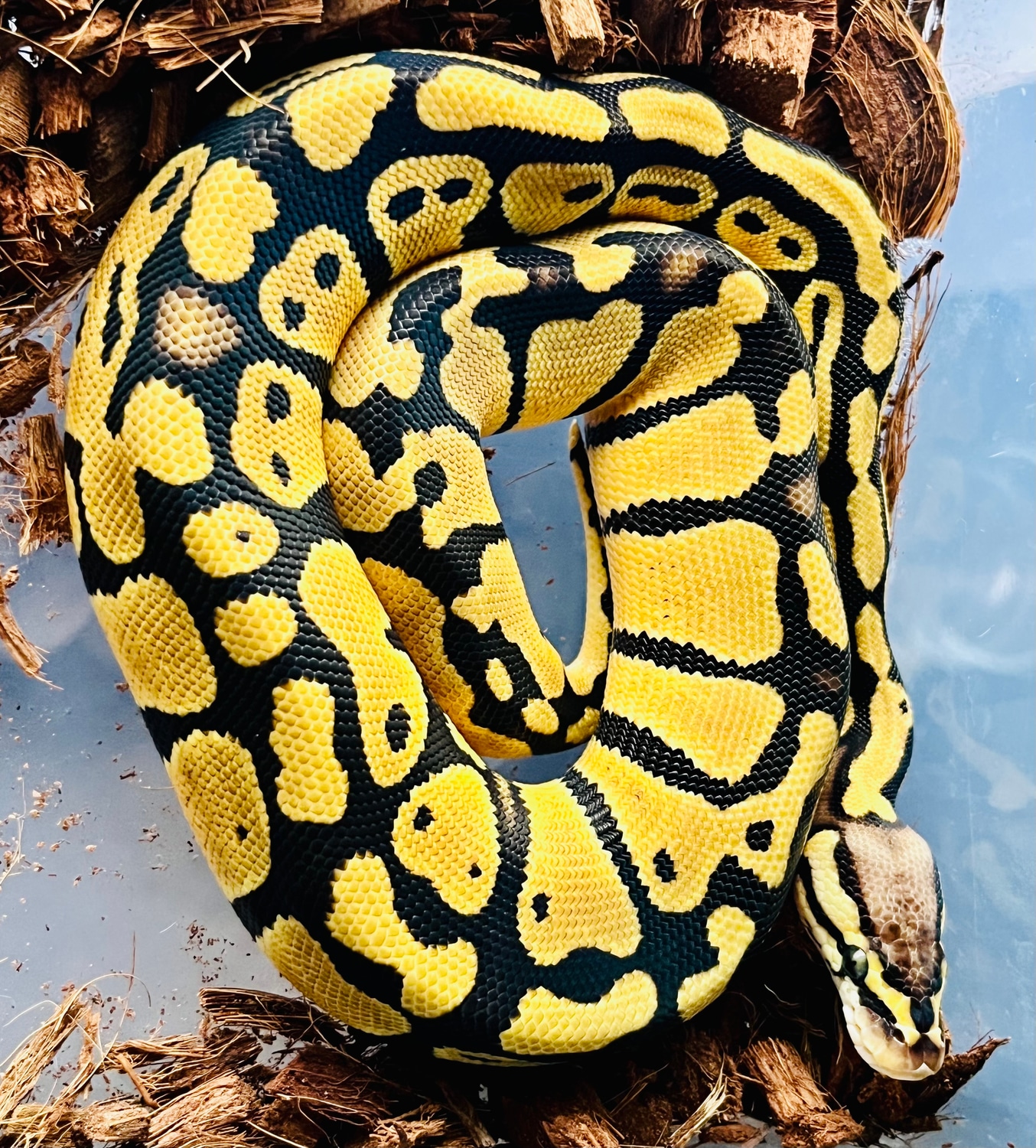 Pastel Het Clown Het Albino 50% Het Piebald Ball Python by Nothing But Balls - MorphMarket