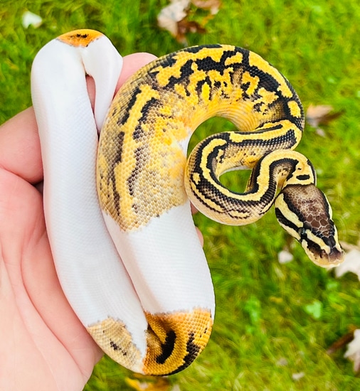 Pastel Piebald Paradox Ball Python by Nothing But Balls