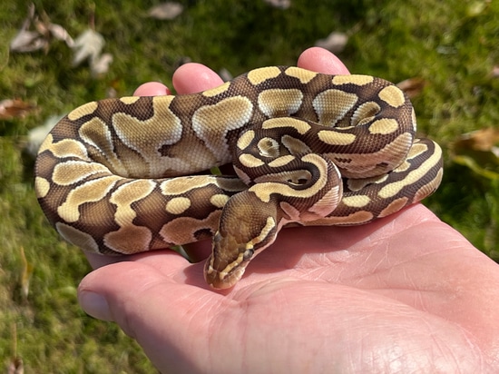 Lesser Ball Python by Nothing But Balls