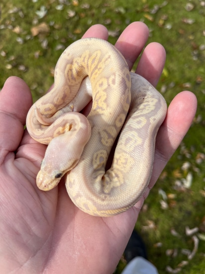 Pastel Black Pastel Banana Het Albino Clown 50% Het Piebald Ball Python ...