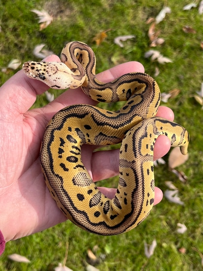 Pastel Leopard Clown (Pos) Spotnose Ball Python by Nothing But Balls