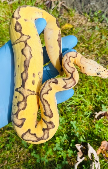 OD YB Firefly Leopard Clown 50% Het Piebald Ball Python by Nothing But ...