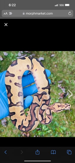 M/F Clown Pair. OD Leopard Clown + YB Fire Clown 50% Het Pied Ball ...