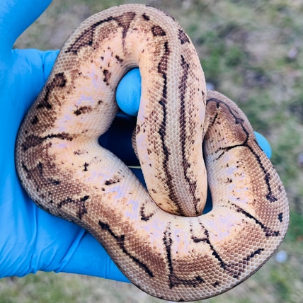 Nothing But Balls - MorphMarket