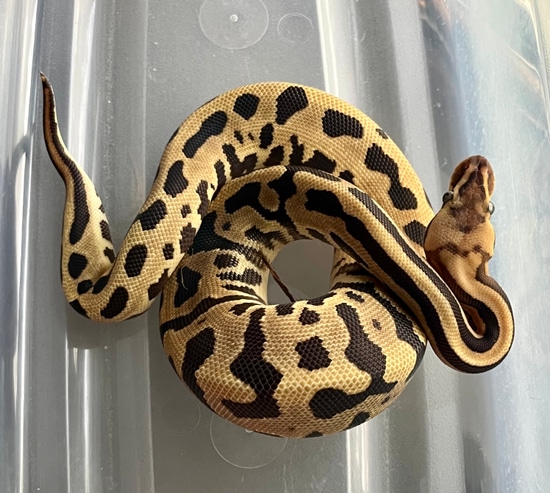 Fire Leopard 50% Het Clown Piebald Ball Python by Nothing But Balls