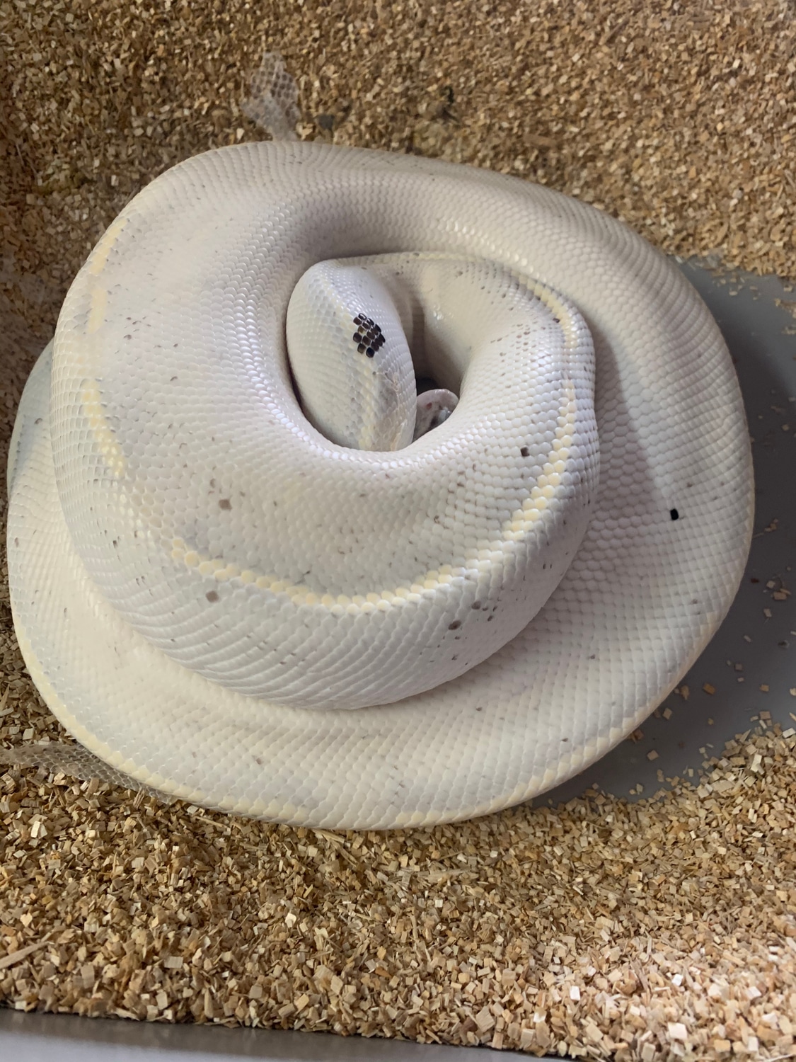 Killer Highway Ball Python by Aidens Morphing Pythons - MorphMarket