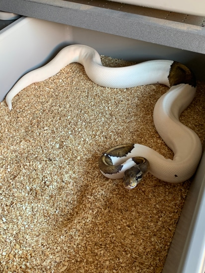 Black Pastel Pied Ball Python by Aidens Morphing Pythons