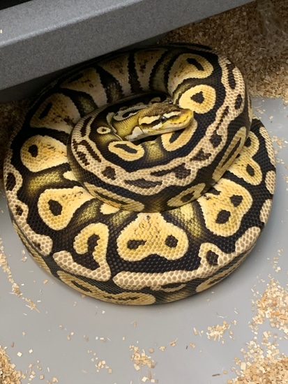 Pastel Cypress 100% Het Hypo Ball Python by Aidens Morphing Pythons