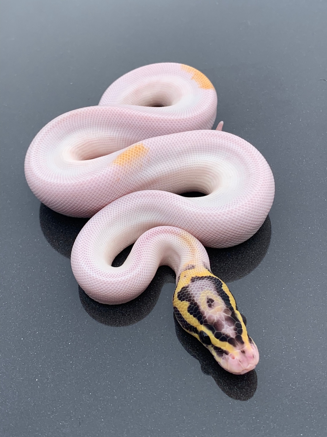 Pastel Highway Pied Ball Python by Aidens Morphing Pythons - MorphMarket