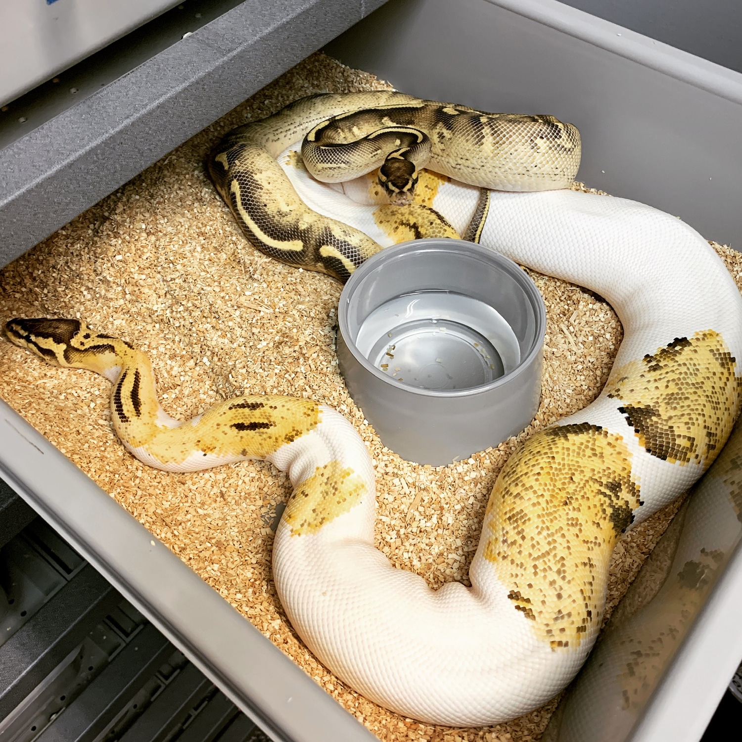 Pastel Highway Pied Ball Python by Aidens Morphing Pythons - MorphMarket