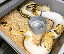 Pastel Highway Pied Ball Python by Aidens Morphing Pythons - MorphMarket