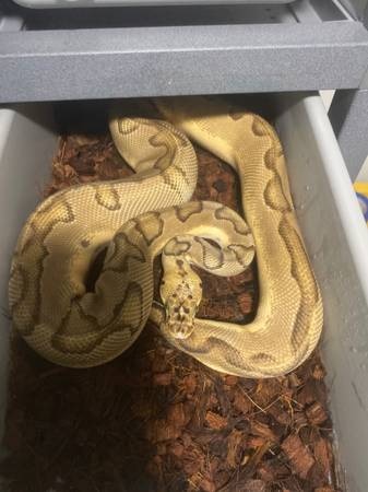 Pastel Enchi Clown Het DG Ball Python by Aidens Morphing Pythons ...