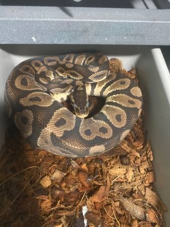 Pastel Chocolate Het Puzzle Ball Python by Aidens Morphing Pythons