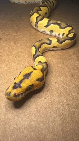 Desert Ghost Clown Ball Python by Aidens Morphing Pythons