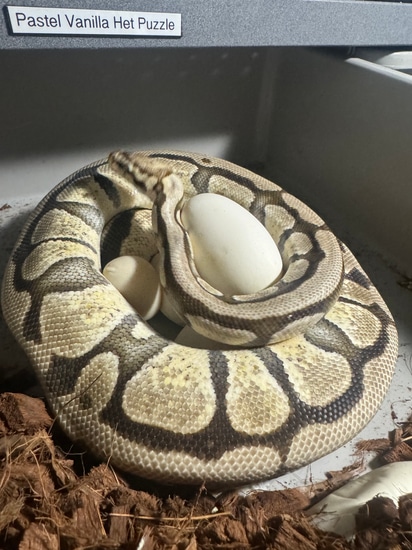Pastel Vanilla Het Puzzle Ball Python by Aidens Morphing Pythons